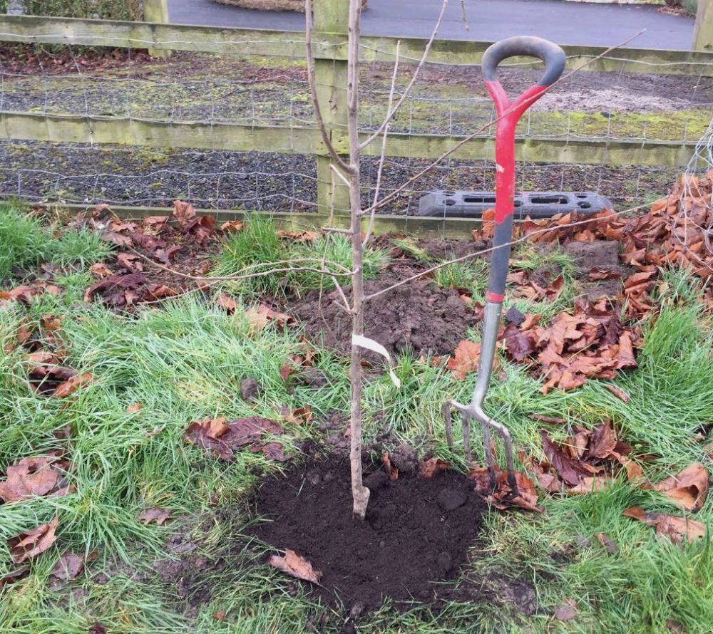 How to plant bare-root plants, shrubs and trees: Ultimate guide to bare ...