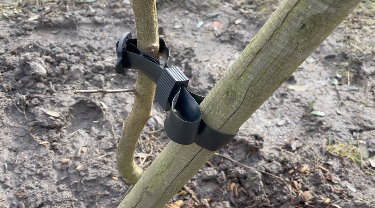 How to Move an Established Acer Tree Without Killing It - Garden Ninja ...