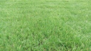 Ultimate lawn laying guide: How to Lay Perfect Garden Turf