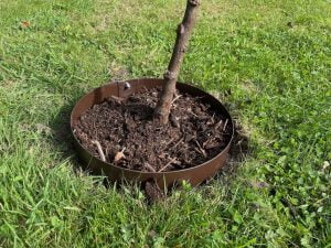 How to fit tree rings: planting trees in lawns - Garden Ninja: Lee ...