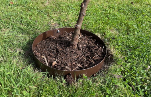How to fit tree rings: planting trees in lawns - Garden Ninja: Lee ...