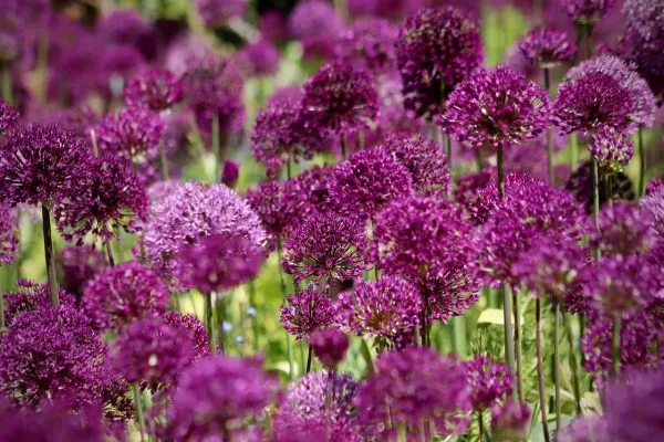 How to Grow Alliums: Varieties, Planting & the Best Companions for UK ...
