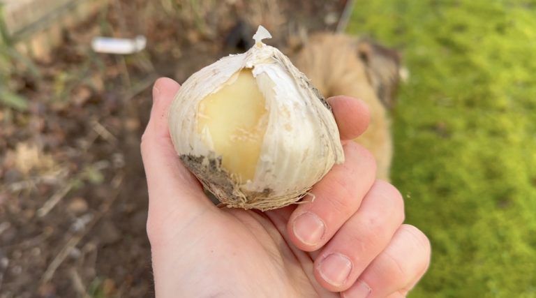 How & when to plant Allium bulbs - Garden Ninja: Lee Burkhill Garden Design