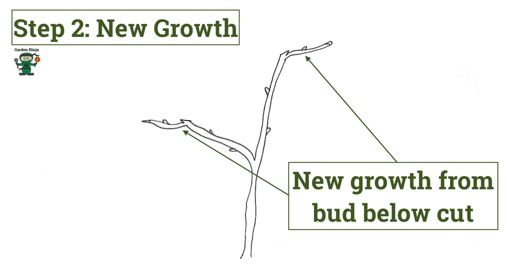 How to Prune an Apple Tree: Ultimate Beginner Pruning Guide