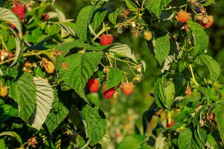 Raspberry Plants: Beginner Growing, Harvest & Pruning Guide - Garden ...