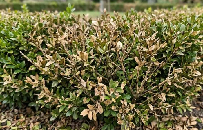 Why Is My Box Hedge Dying? Box Blight and Caterpillar Guide - Garden ...