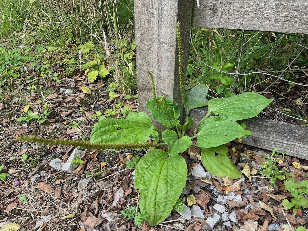 How to get rid of weeds in lawn: best turf weed removal techniques ...