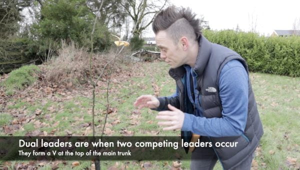 How to Prune an Apple Tree: Ultimate Beginner Pruning Guide