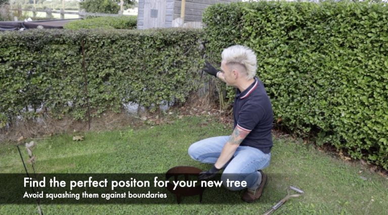 How to fit tree rings: planting trees in lawns - Garden Ninja: Lee ...