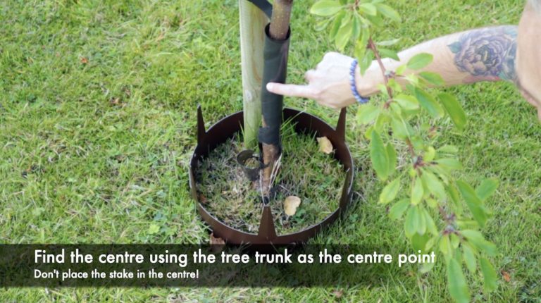 How to fit tree rings: planting trees in lawns - Garden Ninja: Lee ...
