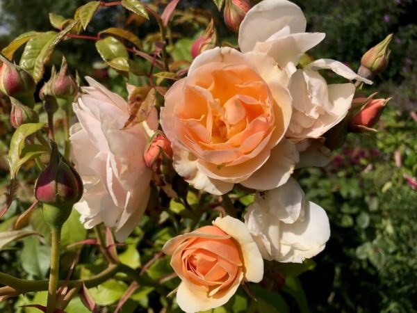 Types of Roses Explained: The beginner guide to choosing garden roses ...