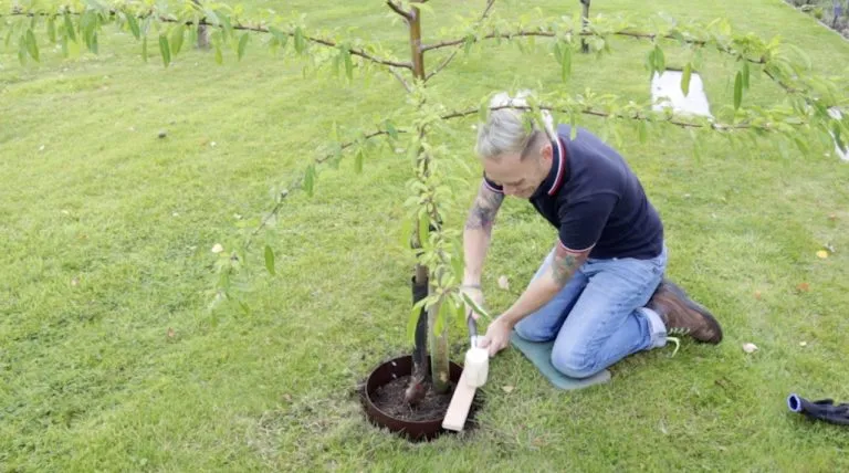 How to fit tree rings: planting trees in lawns - Garden Ninja: Lee ...