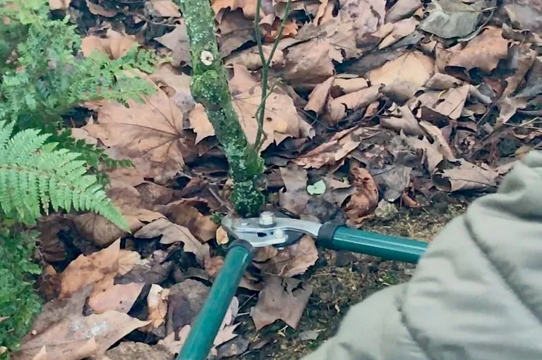 How to prune garden plants: ultimate beginner pruning guide - Garden ...