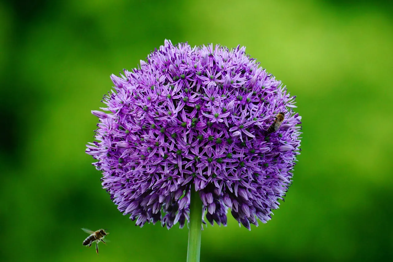 How to Plant Spring Bulbs in Autumn: A Step-by-Step Guide - Garden ...