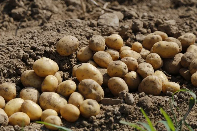 How to Chit Potatoes: The Complete UK Guide for Beginners - Garden ...