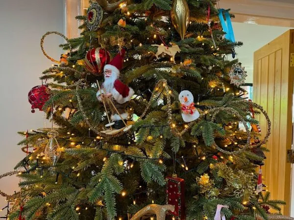 Living & Real Christmas Tree Guide: Making it last & how to recycle ...