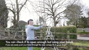 How to prune pear trees: beginners pruning guide - Garden Ninja: Lee Burkhill Garden Design