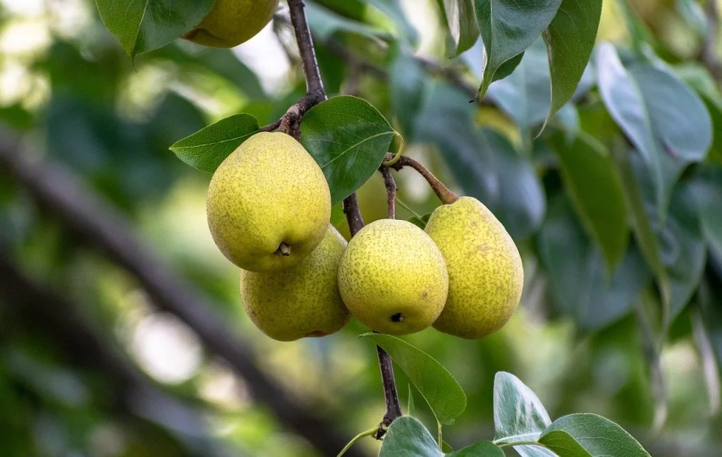 How to prune pear trees: beginners pruning guide - Garden Ninja: Lee ...