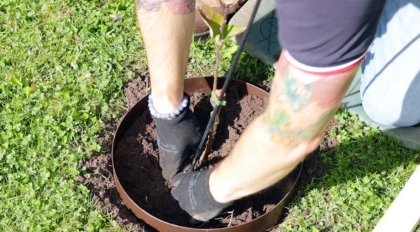 How to fit tree rings: planting trees in lawns - Garden Ninja: Lee ...