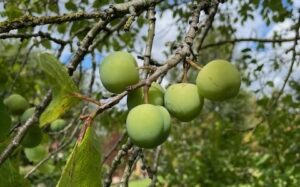 A Beginner’s Guide to Tree Rootstock Sizes: What You Need to Know ...