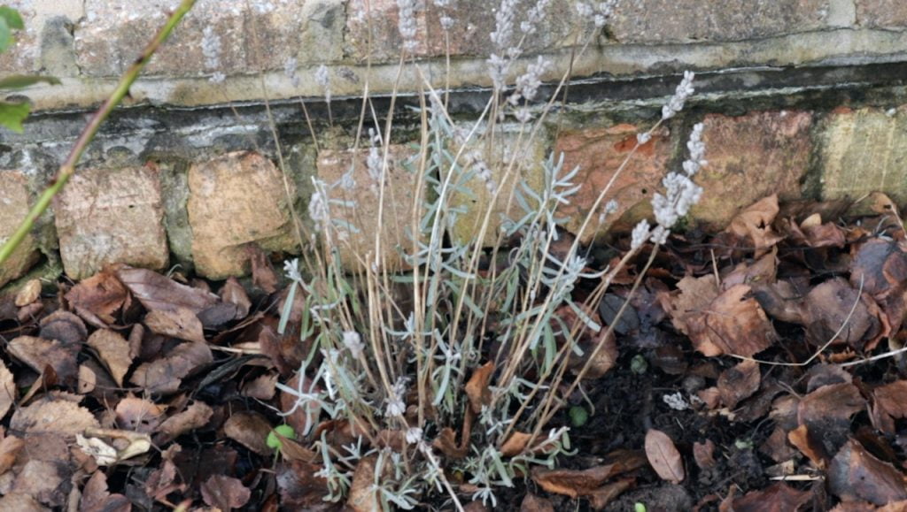Why Is My Lavender Dying? The Complete UK Rescue Guide