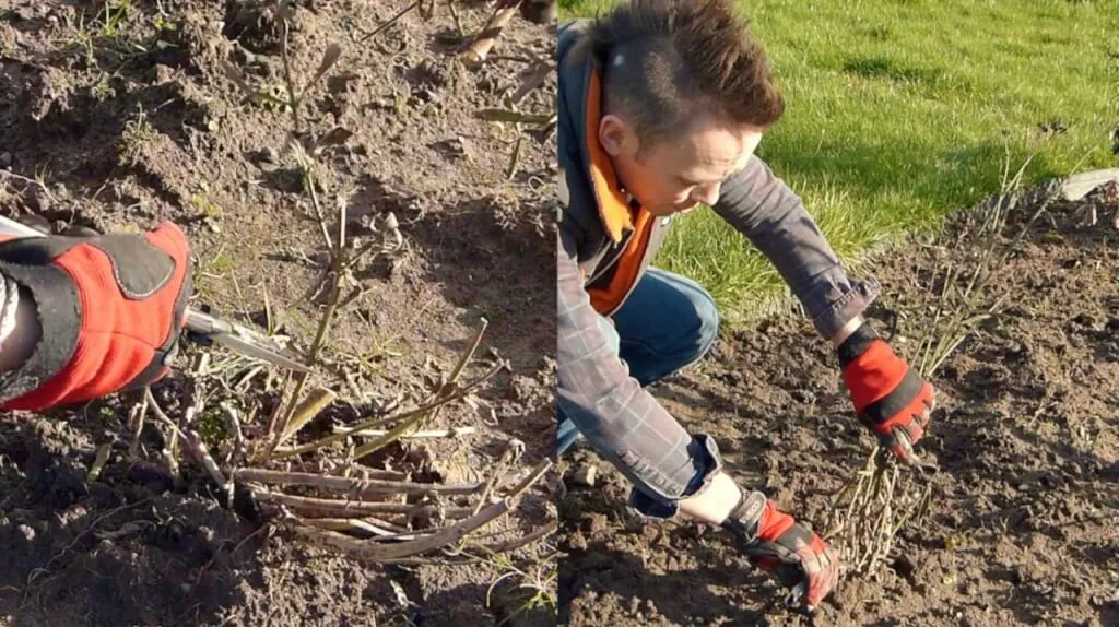 How & when to prune back herbaceous perennials - Garden Ninja: Lee ...