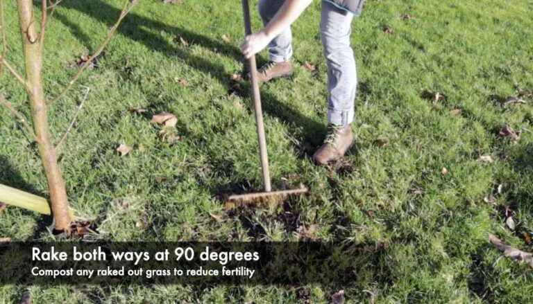 How to grow yellow rattle: the meadow maker - Garden Ninja: Lee ...