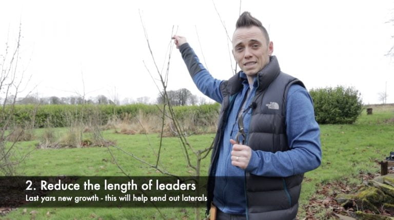 How to Prune an Apple Tree: Ultimate Beginner Pruning Guide