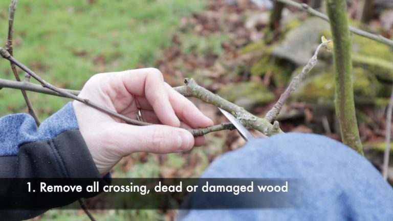How to Prune an Apple Tree: Ultimate Beginner Pruning Guide