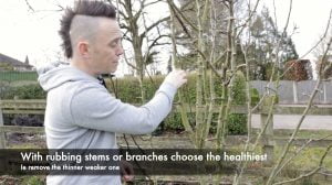 How to prune pear trees: beginners pruning guide - Garden Ninja: Lee Burkhill Garden Design
