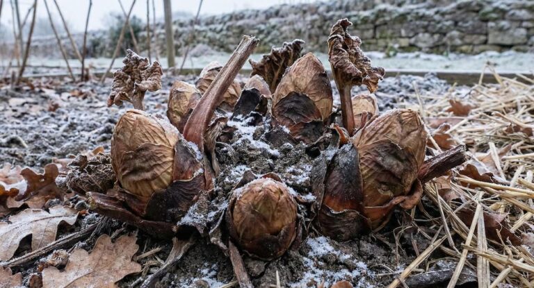How to Force Rhubarb: Your Complete Guide to Sweet, Tender Stems in ...