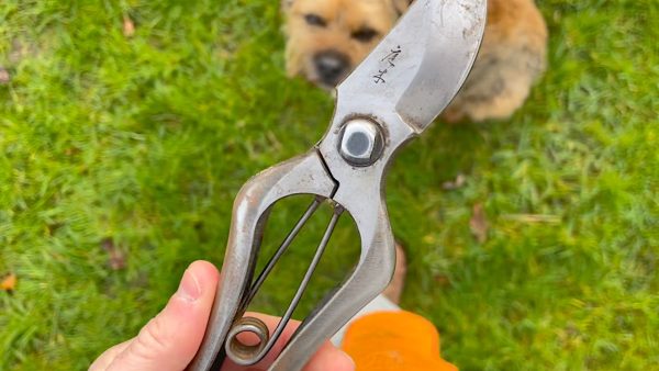 How to prune pear trees: beginners pruning guide - Garden Ninja: Lee ...
