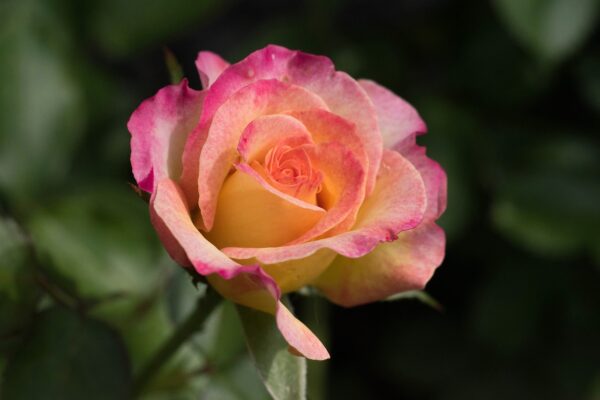 Types of Roses Explained: The beginner guide to choosing garden roses ...