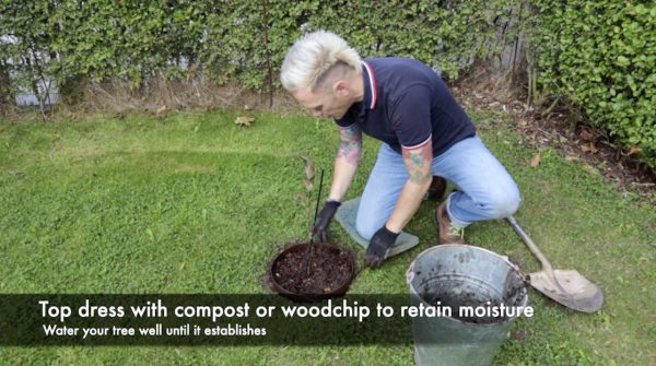How to fit tree rings: planting trees in lawns - Garden Ninja: Lee ...