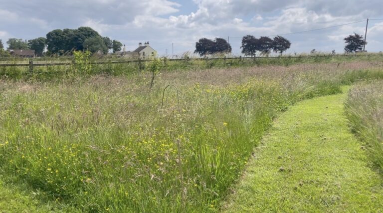 How to create a wildflower meadow - the easy way! - Garden Ninja: Lee ...
