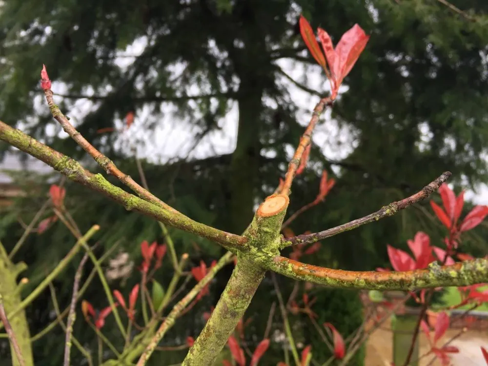 How to Prune Photinia Red Robin: UK Timing & Technique Guide - Garden ...