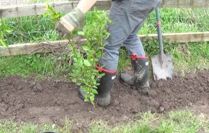 How to Plant a Hedge: Beginner gardening guide - Garden Ninja: Lee ...