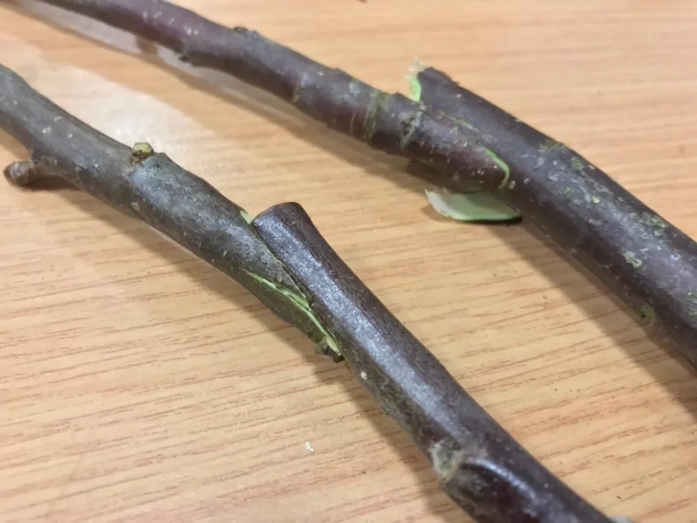 The Complete Flamingo Tree Care Guide: How to Look After Salix integra ...