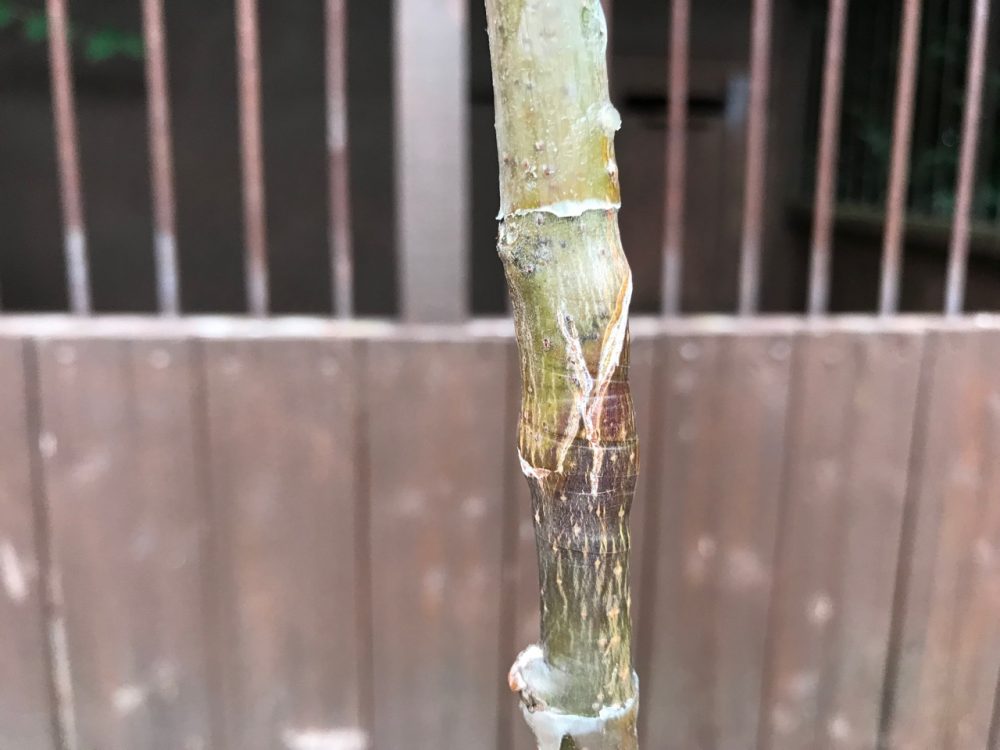 Tree grafting of fruit trees; a beginners guide - Garden Ninja: Lee ...