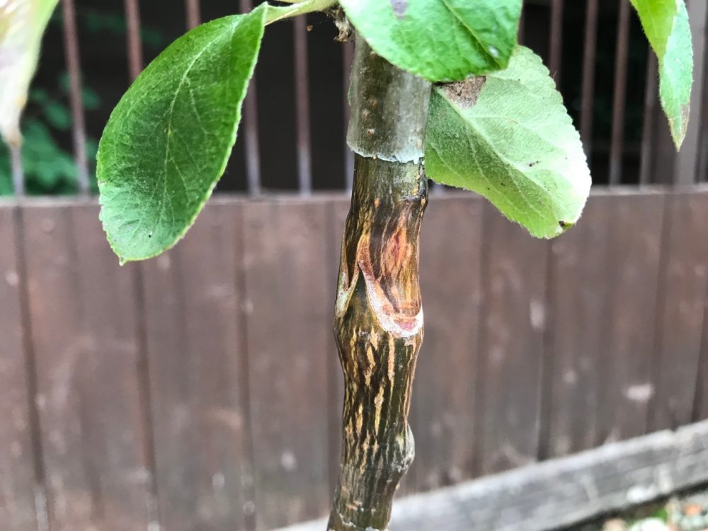 Tree grafting of fruit trees; a beginners guide - Garden Ninja: Lee ...