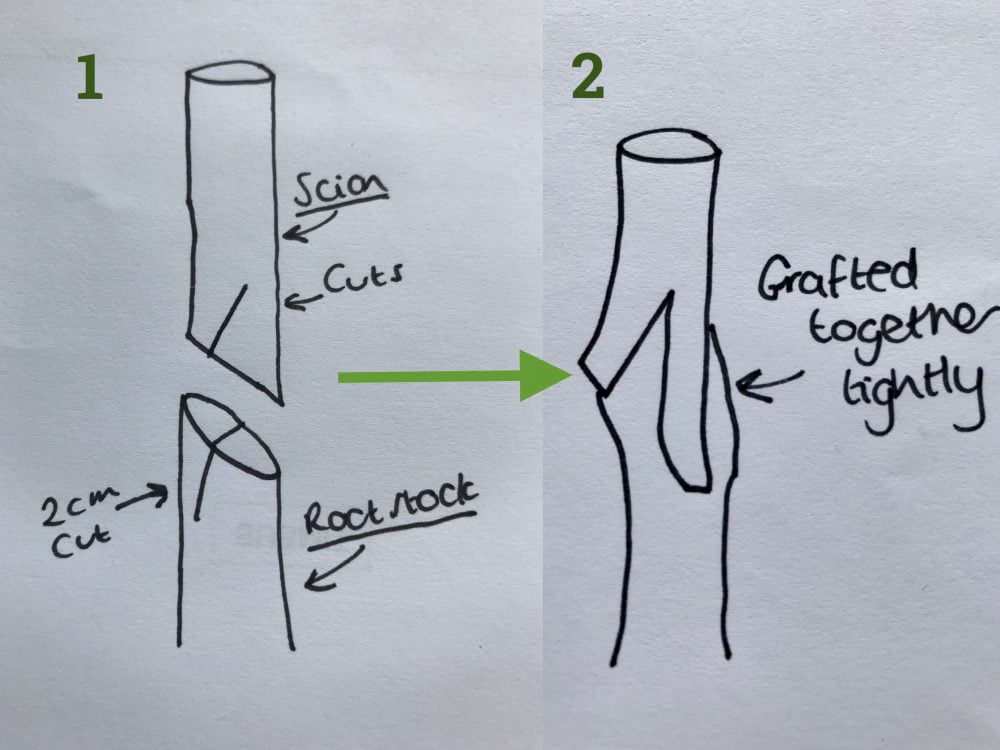 Tree grafting of fruit trees; a beginners guide - Garden Ninja: Lee ...