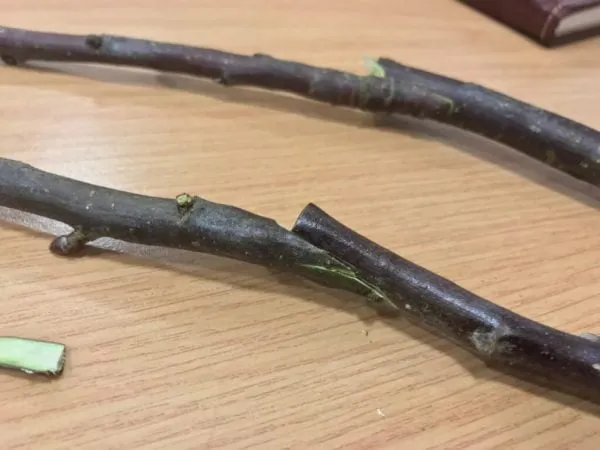 How to Graft a Fruit Tree: A Beginner's Step-by-Step UK Guide - Garden ...