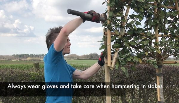 Pleached Trees; planting and support guide - Garden Ninja: Lee Burkhill ...