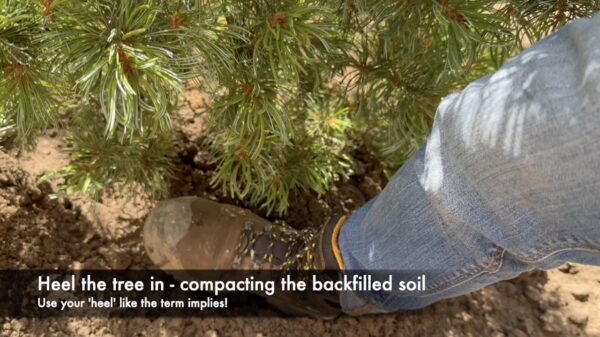 Pleached Trees; planting and support guide - Garden Ninja: Lee Burkhill ...