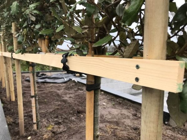 Pleached Trees; planting and support guide - Garden Ninja: Lee Burkhill ...