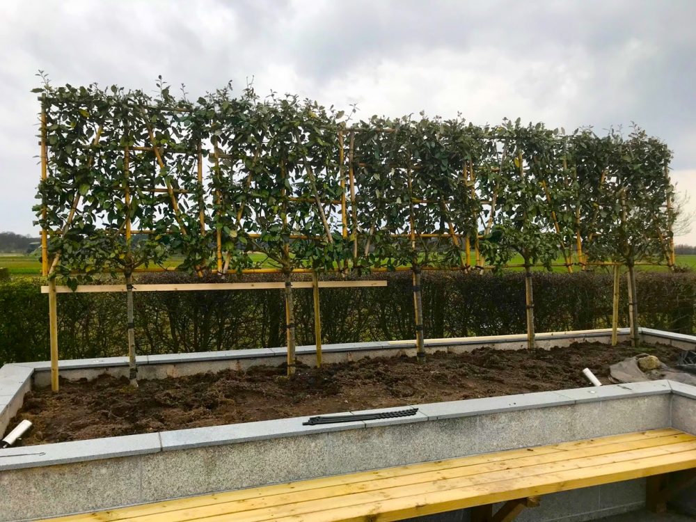 Pleached Trees; planting and support guide - Garden Ninja: Lee Burkhill ...