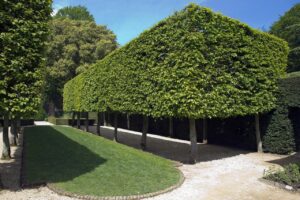 Pleached Trees; planting and support guide - Garden Ninja: Lee Burkhill ...