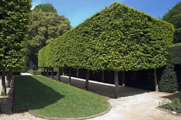 Pleached Trees; planting and support guide - Garden Ninja: Lee Burkhill ...