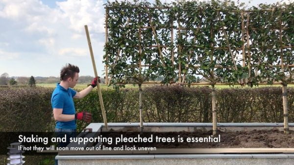 Pleached Trees; planting and support guide - Garden Ninja: Lee Burkhill ...