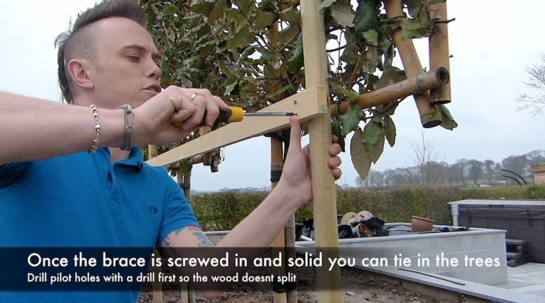 Pleached Trees; planting and support guide - Garden Ninja: Lee Burkhill ...